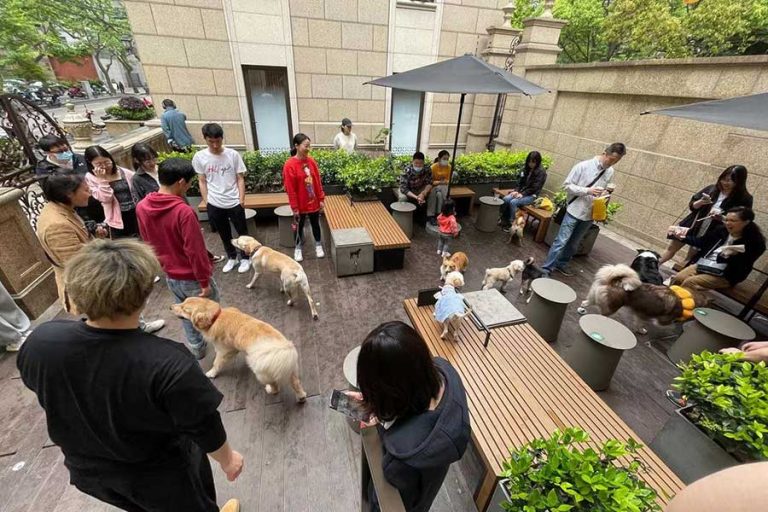 Dog-Friendly Restaurants in Shanghai (Bars & Cafes too!) - NOMFLUENCE